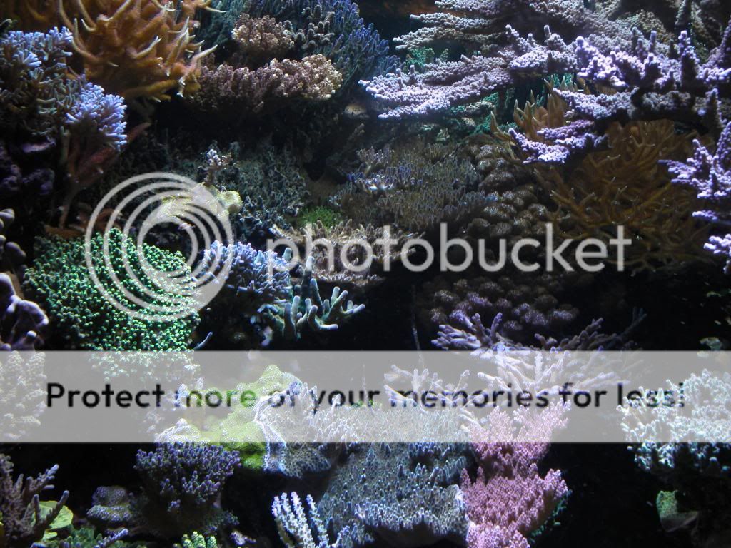 Efflo and Soli Color Pics Thread. - Reef Central Online Community