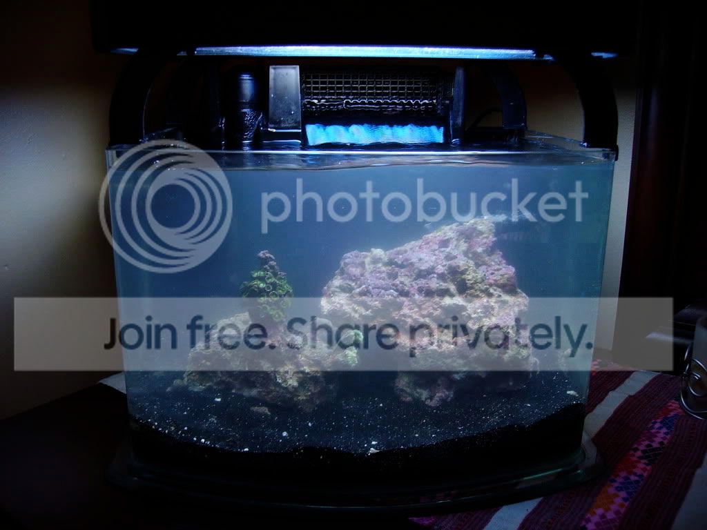 Build Thread - Wife's 3g JBJ picotope | Reef2Reef