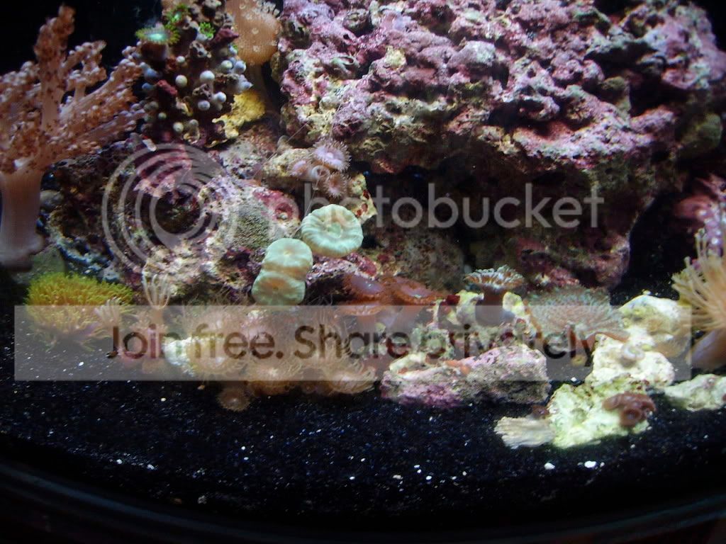 Build Thread - Wife's 3g JBJ picotope | Reef2Reef