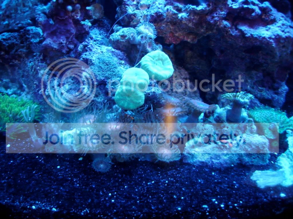 Build Thread - Wife's 3g JBJ picotope | Reef2Reef
