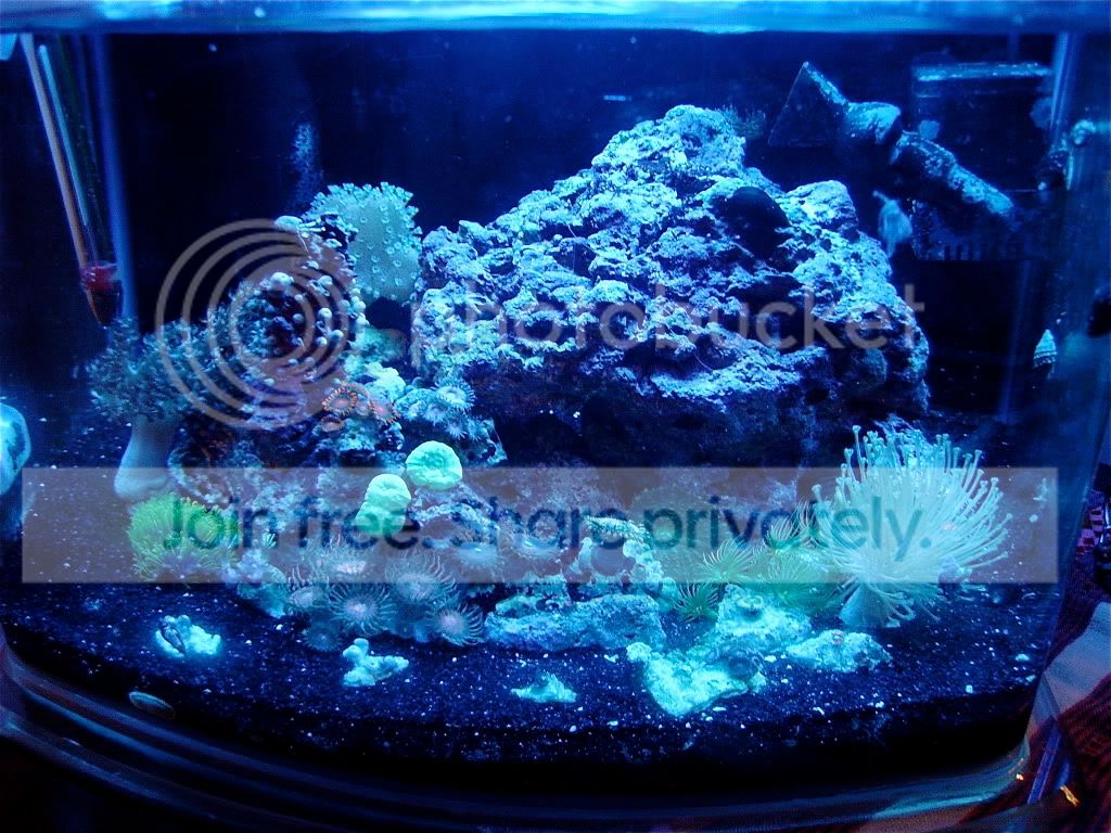 Build Thread - Wife's 3g JBJ picotope | Reef2Reef