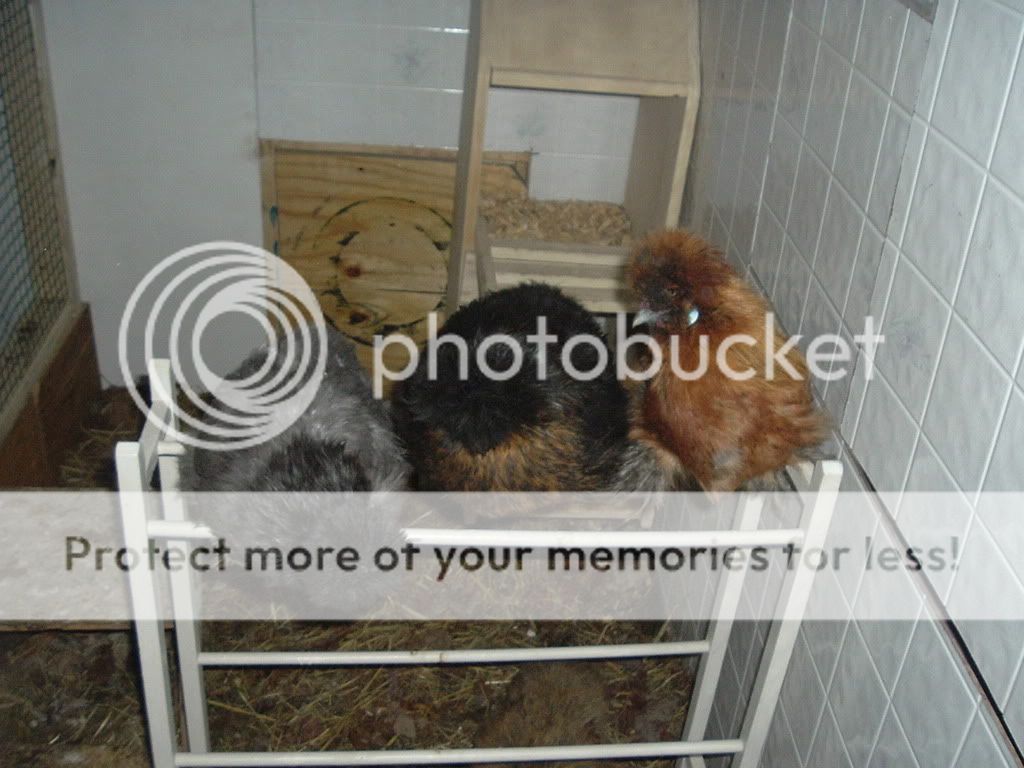 feather genetics | BackYard Chickens - Learn How to Raise Chickens